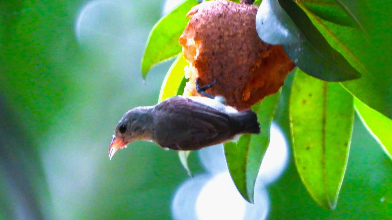 Pale-billed flowerpecker bird eating Chikoo fruit/ birds food ...