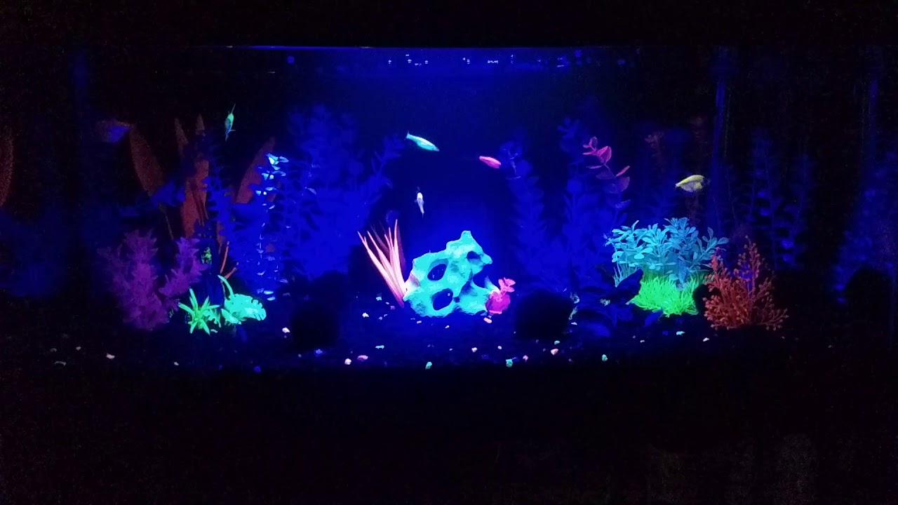 New 20 Gallon Long Glofish Aquarium Set Up - YouTube