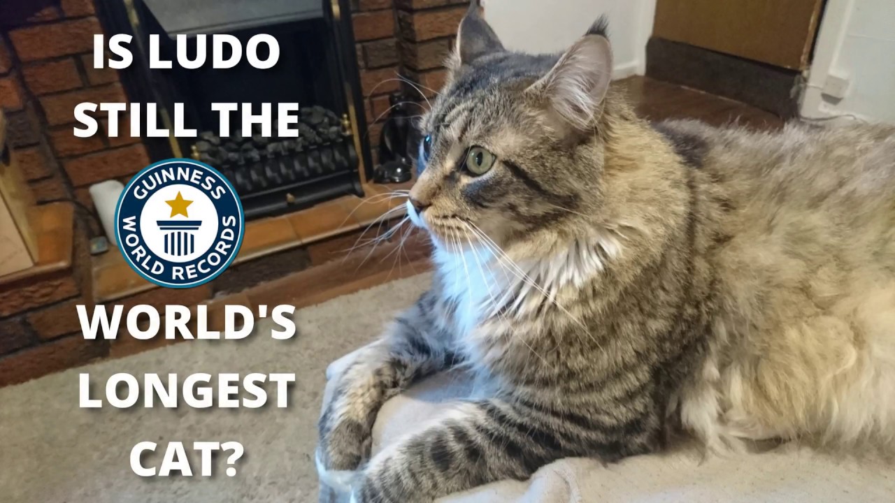 Is Ludo still the World's Longest Cat? - YouTube