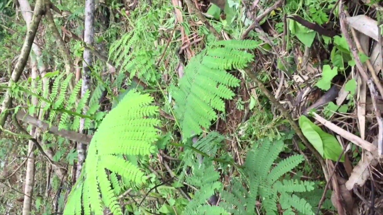 Falcata tree planting - YouTube