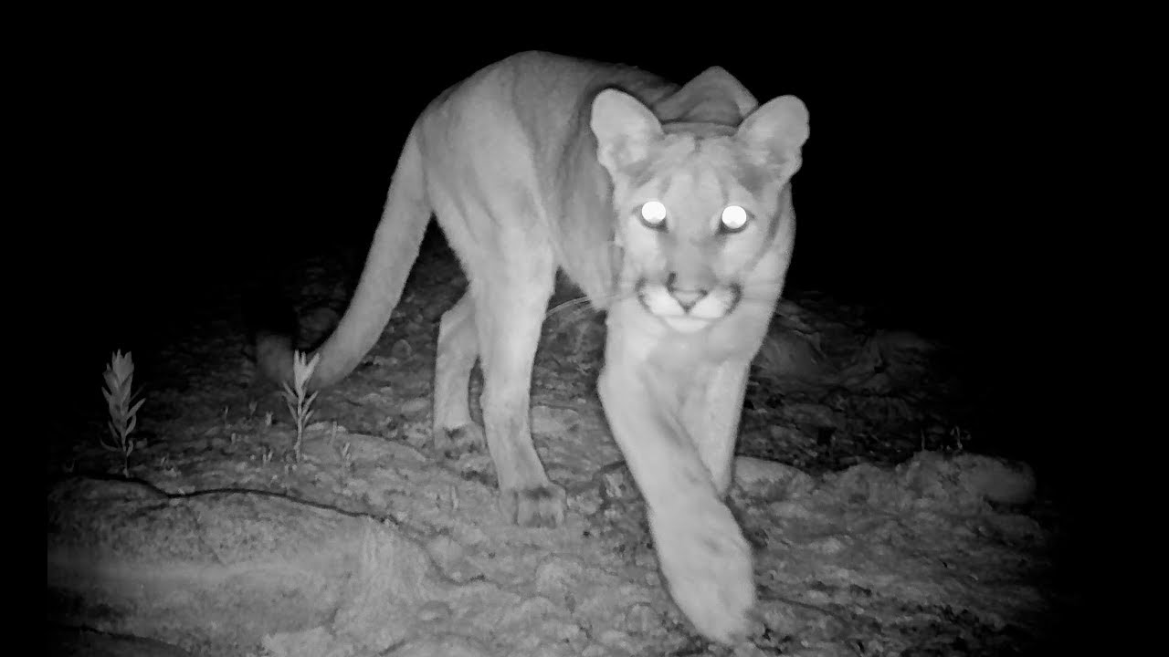 Mountain lion (Popeye) & Young female Mountain Lion - YouTube
