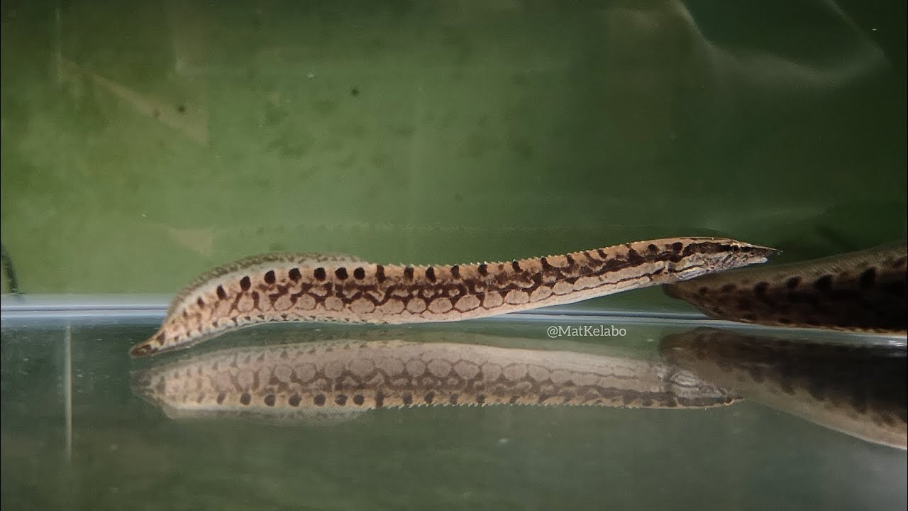 Mastacembelus armatus @ Tyre-Track Eel/Tilan Tayar (Myanmar) - YouTube