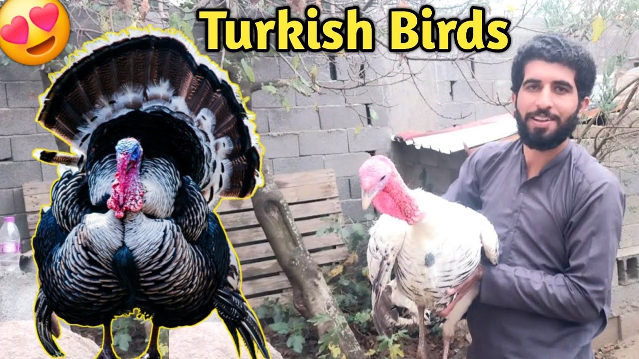 Aaj Turkish Birds lay Ay hain 😍 - YouTube