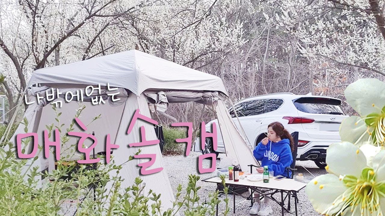 봄 캠핑명소에서 전세캠 매화 가득한 캠핑장에서 솔캠 즐기고 왔어요 매화캠핑장 내소힐링캠프 부안캠핑장 솔로캠핑 캠핑브이로그 Youtube