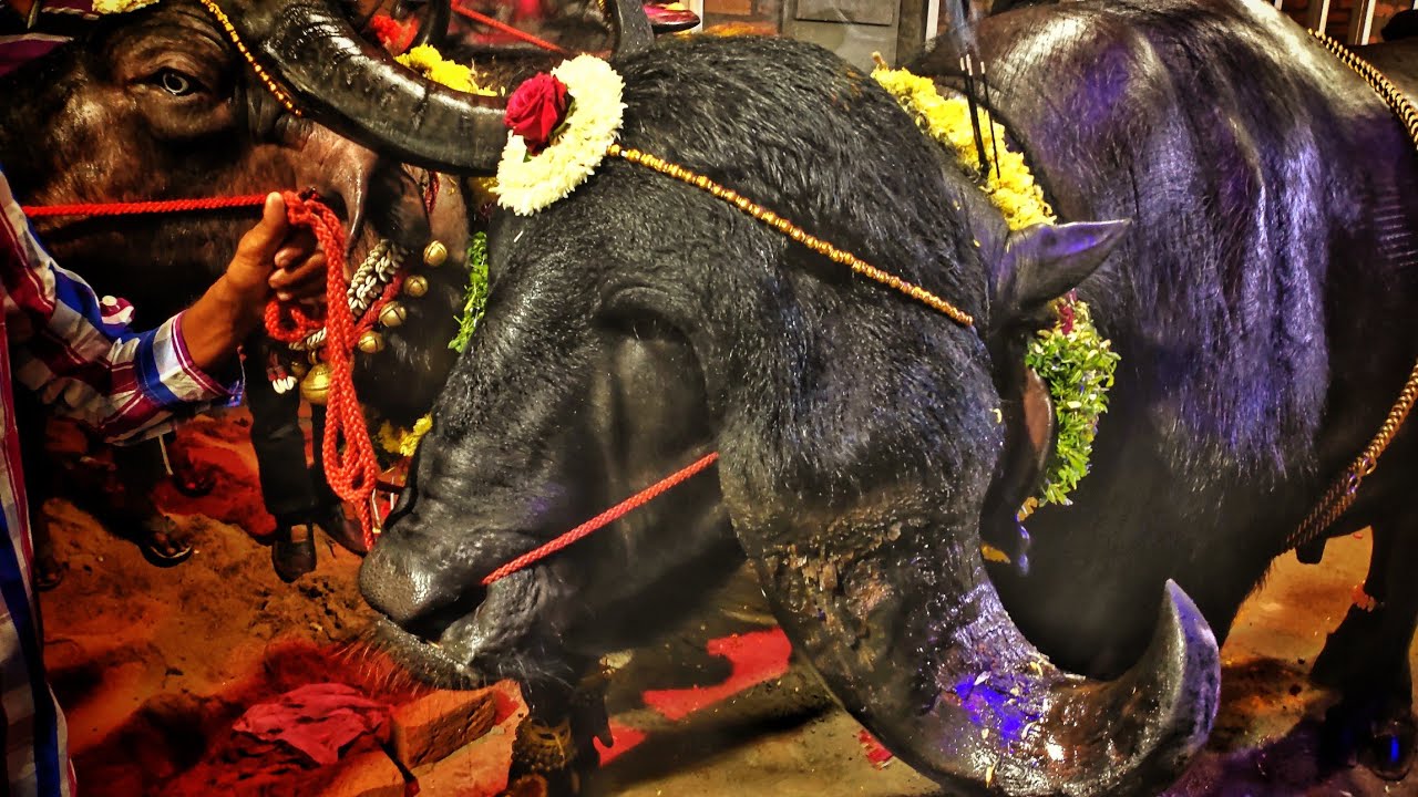 Sadar festival Celebrations in Hyderabad || Big bulls in sadar 2019 ...