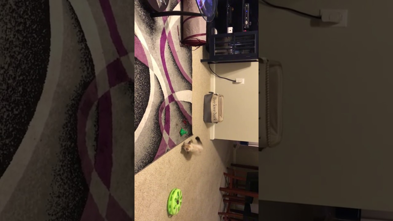 Lexie Youtube