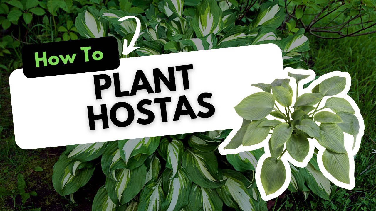 Planting Hostas: Like a Pro - YouTube