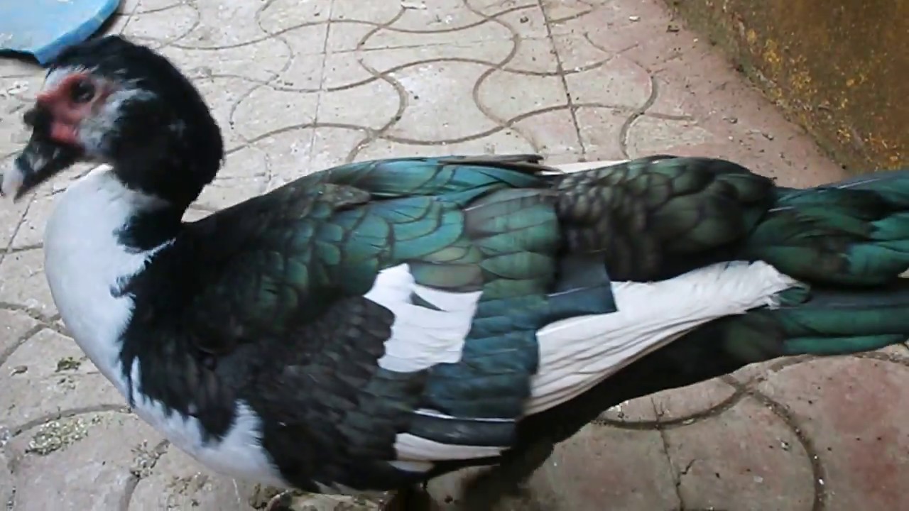 muscovy ducks magpie pair - YouTube