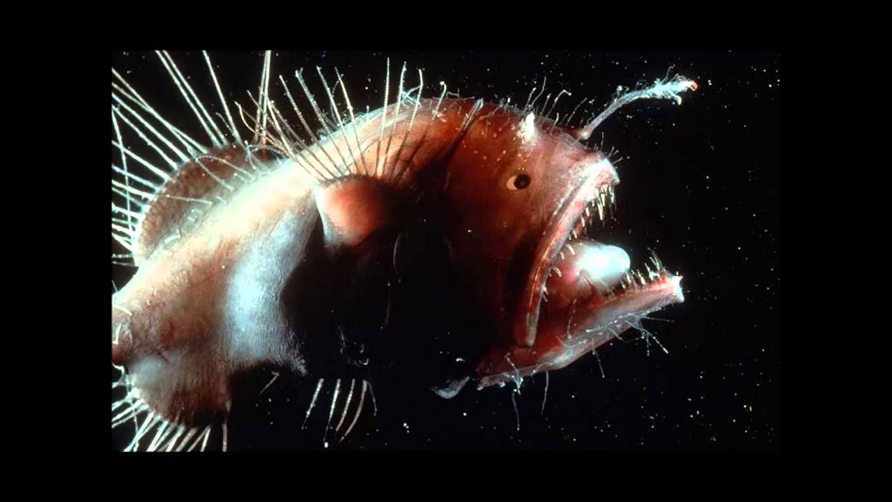 10 most horrible sea creatures - YouTube