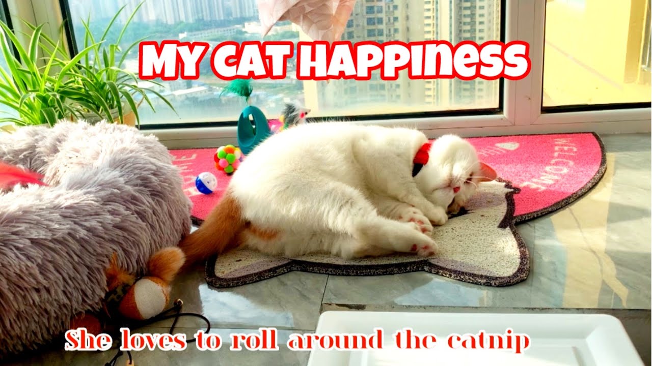 The joy of my cat: I sprinkle catnip on her play area / Expat Overseas ...
