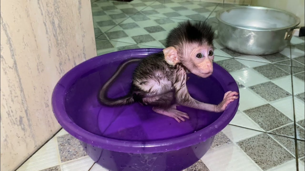 CLEANING A VERY SMALL BABY MONKEY, HE WAS A PREMATURE BABY SINCE BIRTH ...