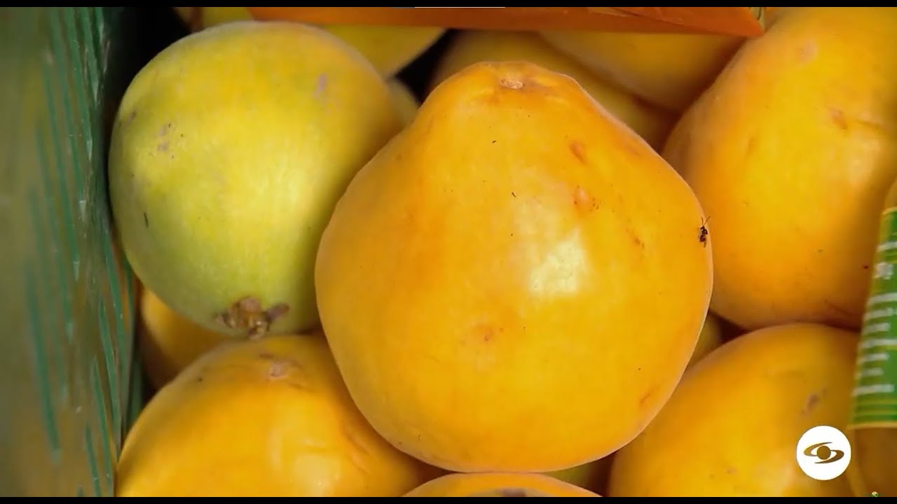 Arazá, los beneficios que trae el cultivo de esta guayaba amazónica ...