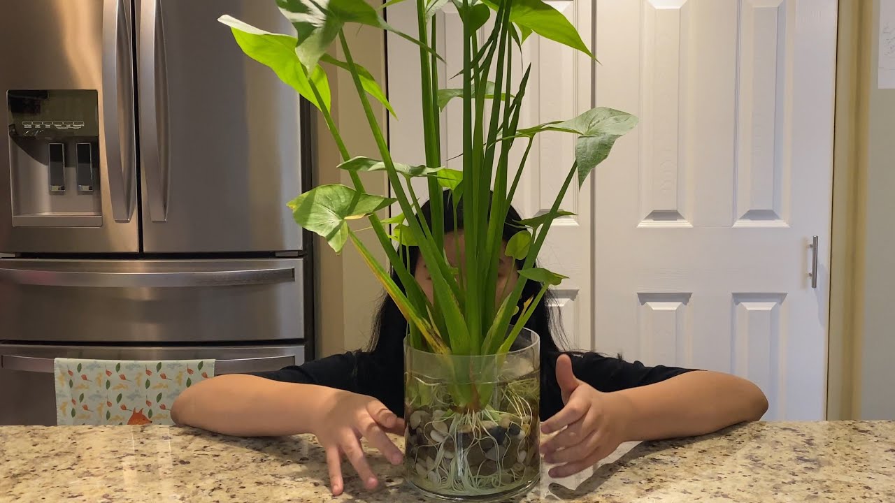 Growing Arrowhead (Sagittaria Trifolia) Bulbs from Grocery Store - YouTube