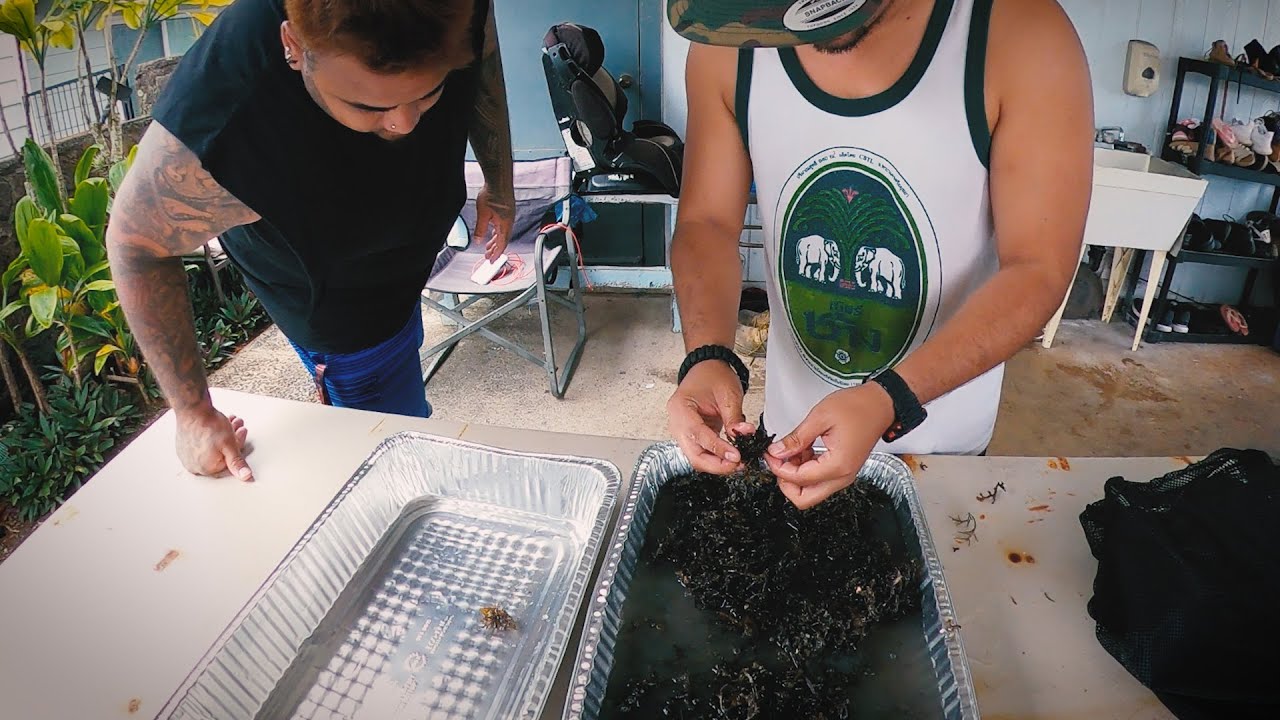 Gorilla Ogo Grab - Kala & Palani Catch and Cook - Spearfishing Hawaii ...