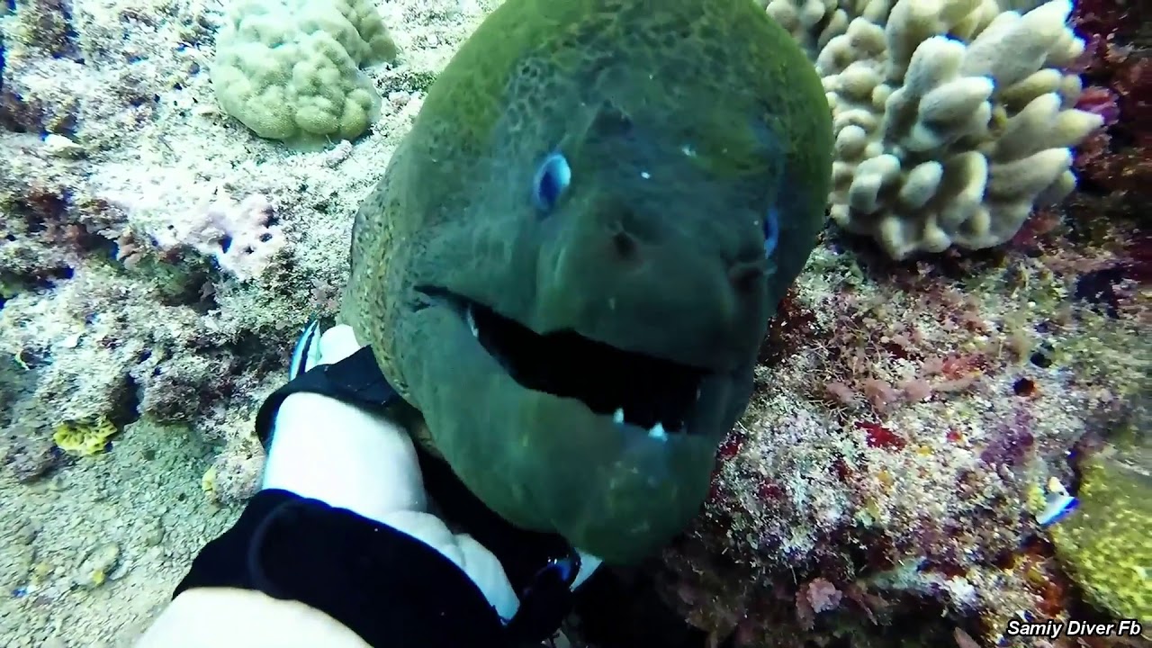 Friendly Dragon : Petting a Large, Friendly Moray Eel - YouTube