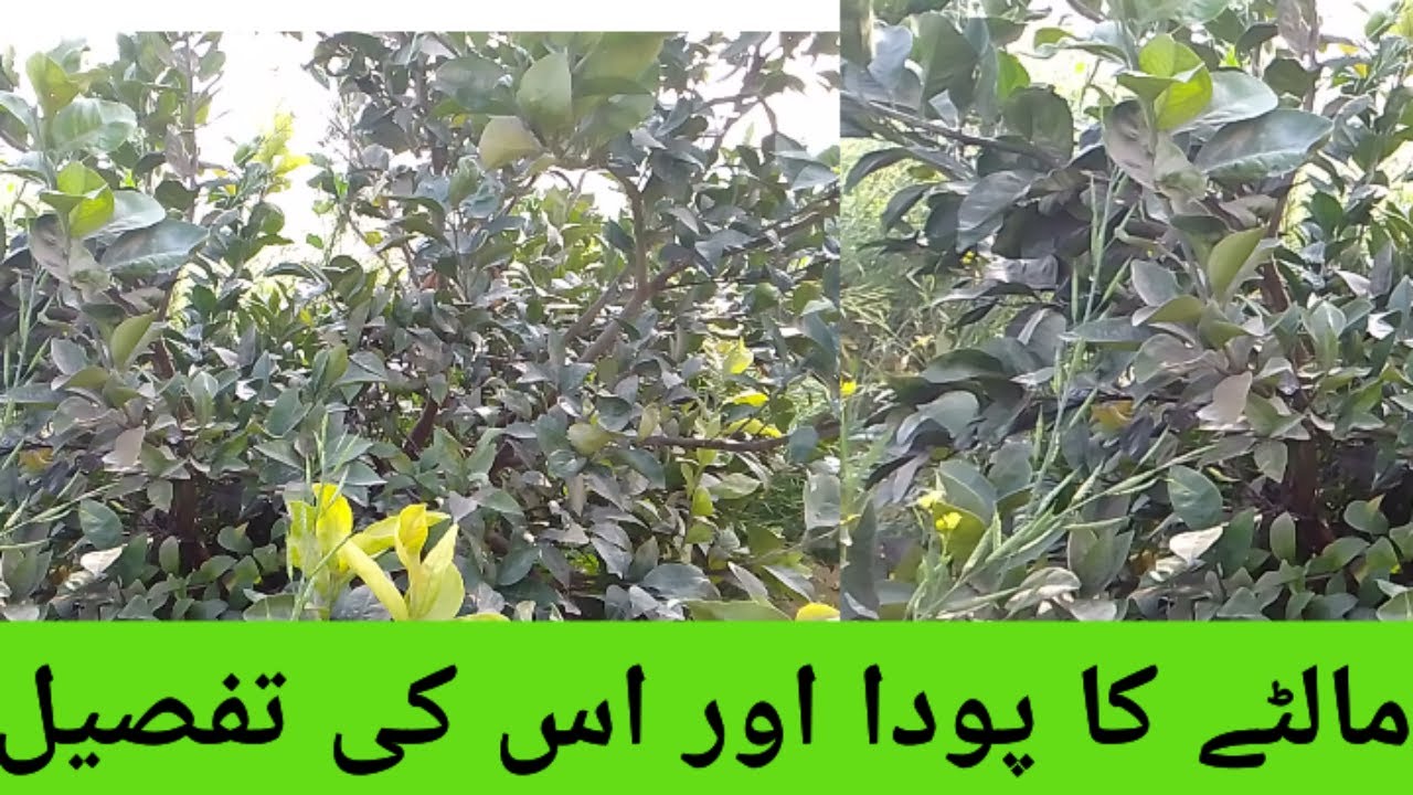 Great fruit ka plant aur phal - YouTube