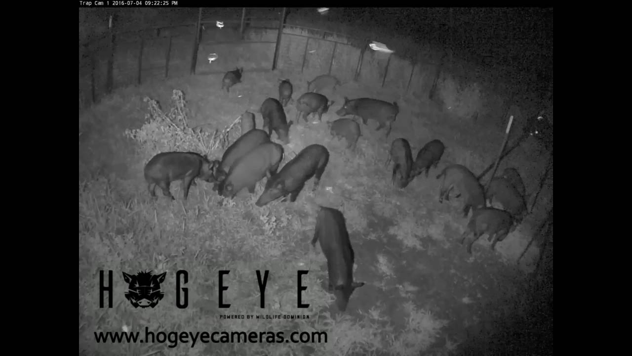 HogEye Intro - YouTube