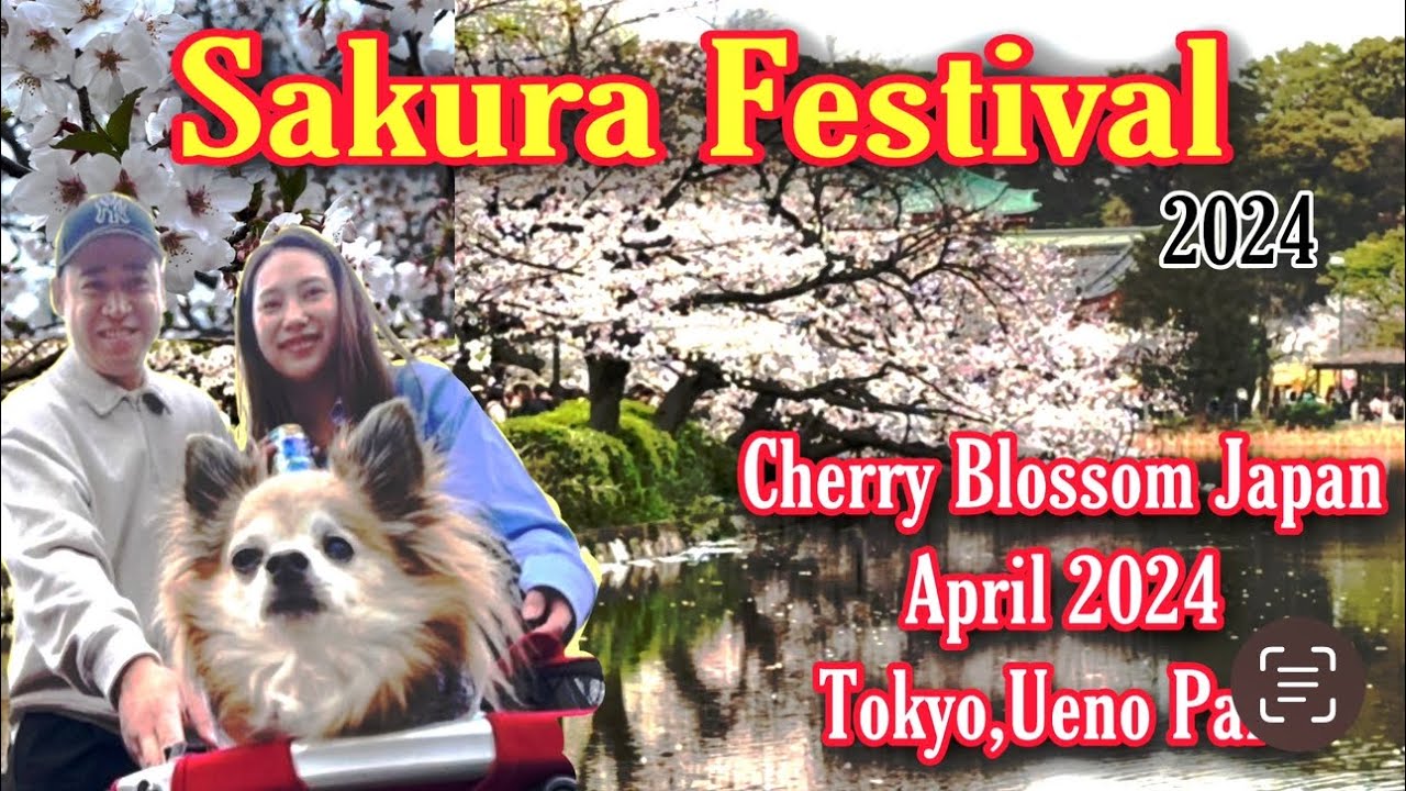 Cherry Blossom In Japan April 2024. Tokyo Ueno Park - YouTube