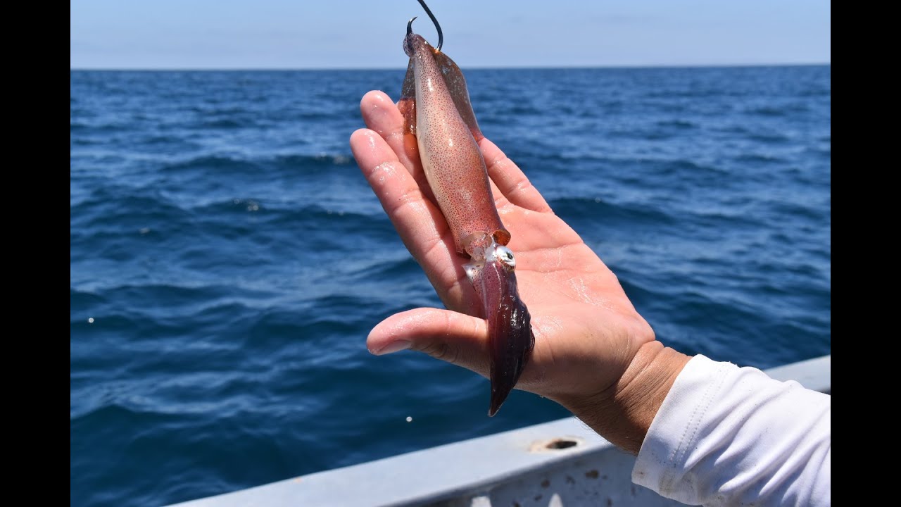 pesca con calamar vivo - YouTube