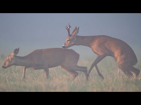 Deer mating season.🥰