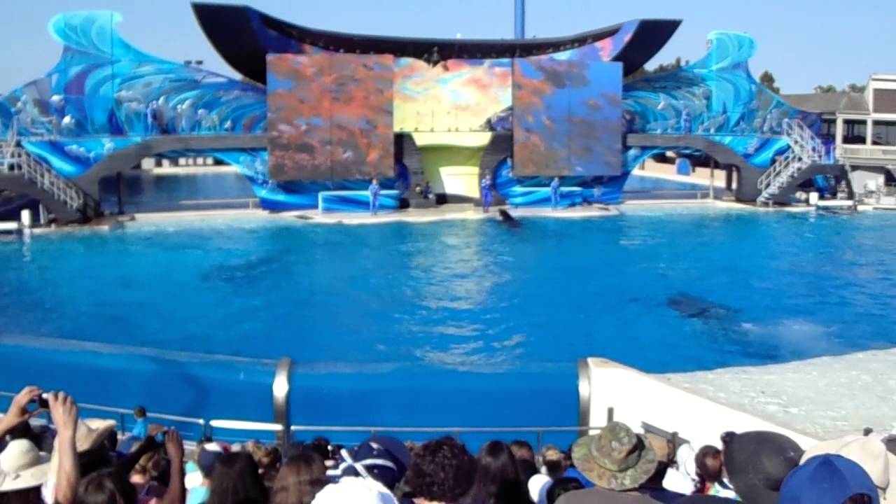 One Ocean Shamu Show at SeaWorld San Diego - YouTube