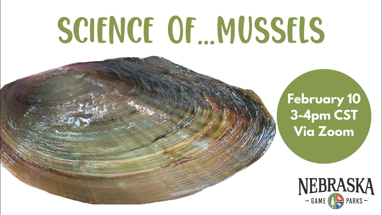 Science of...Mussels - YouTube