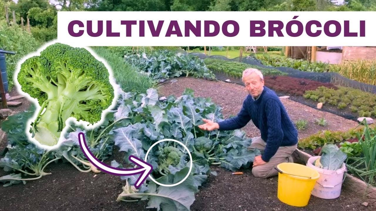 Cosecha brócoli y col todo el año con este sencillo truco de siembra ...