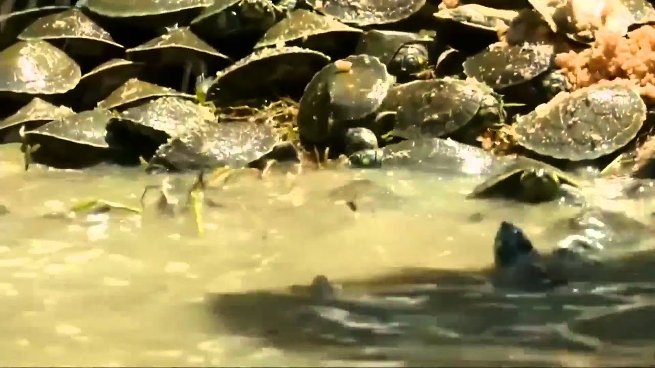 Bolivia Releases Over 100,000 Baby Turtles Into River - YouTube