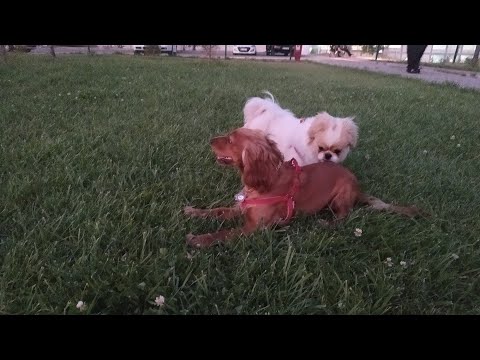 COCKER VE PEKİNEZ KÖPEKLERİN OYUNU (Erkek ve Dişi Yavru Köpekler Bir Araya Gelirse Ne Olur)