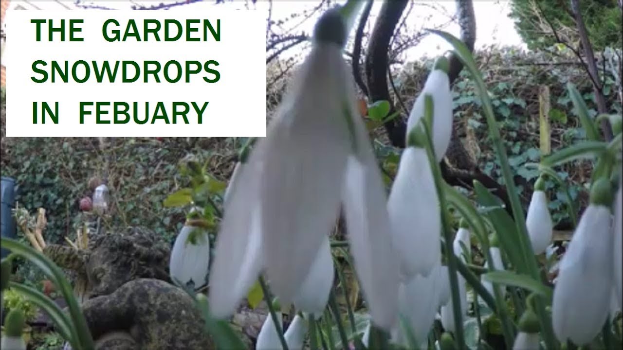 FEBRUARY SNOWDROP - YouTube