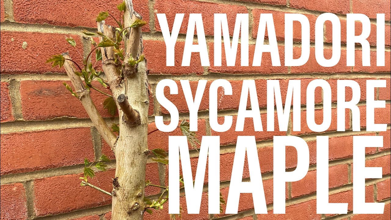 Bonsai Diary (EP16 - 1/6/23) Developing my Yamadori Sycamore Maple! 🍁 ...