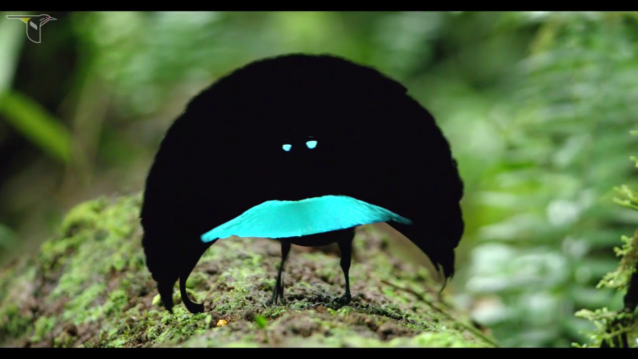 Burung Berwarna Mistis Ditemukan di Papua, Unik dan Langka - YouTube