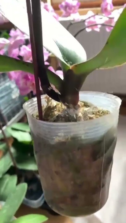 Наши Даймонды 2! - YouTube