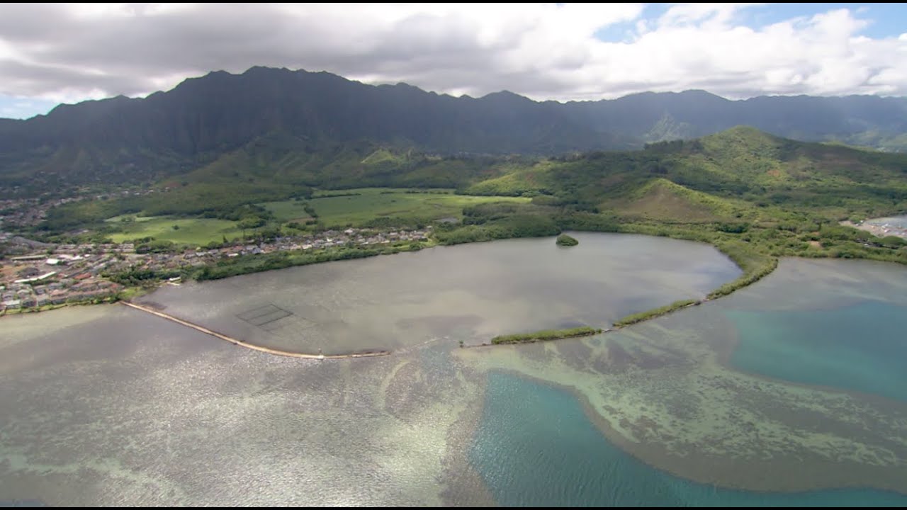 Learn more about the opportunities at Oceanic Institute of Hawaii ...