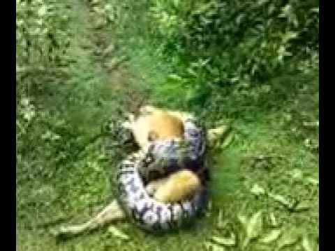 Dog Escapes from Deadly Python Snake - YouTube