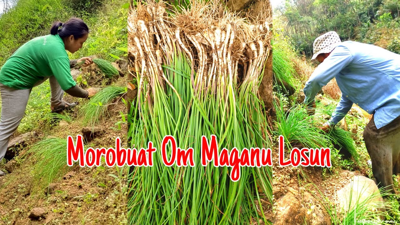 Membersihkan dan Mengambil Sayur Losun - YouTube