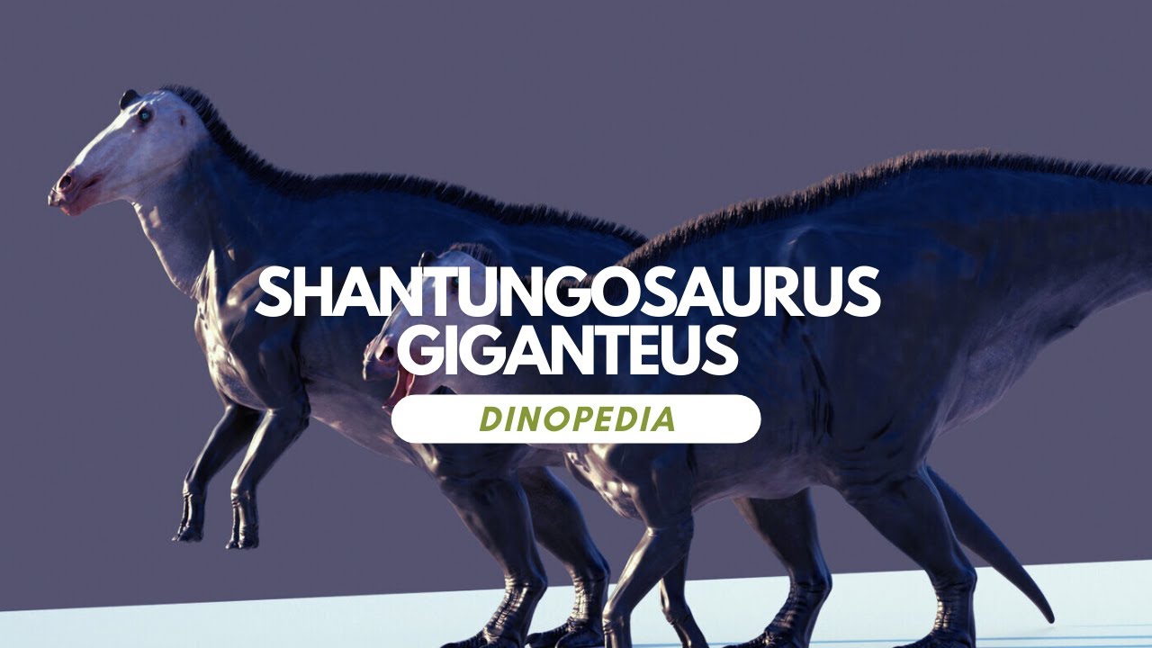 Dinopedia - Shantungosaurus giganteus - YouTube