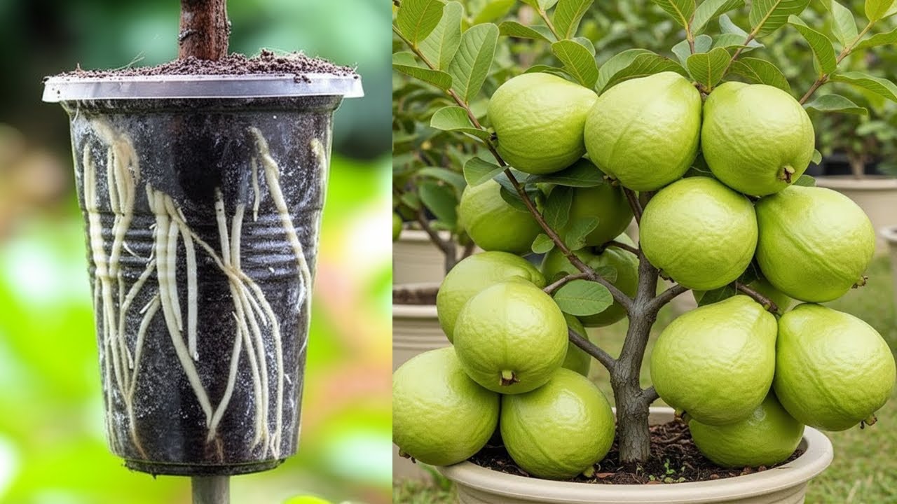 🌱Guava Tree Propagation by Air Layering | Simple Gardening Hack - YouTube