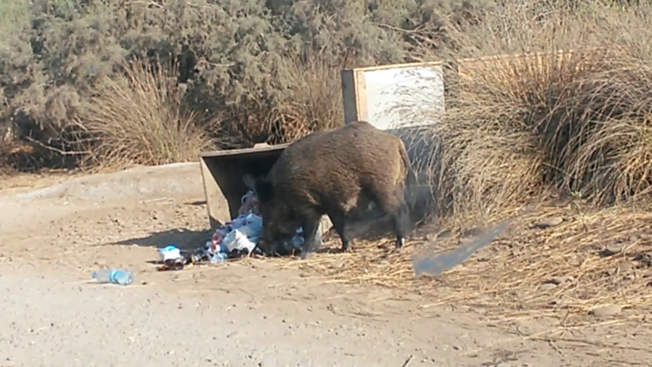 Wild Boar on the beach, Turkey. - YouTube