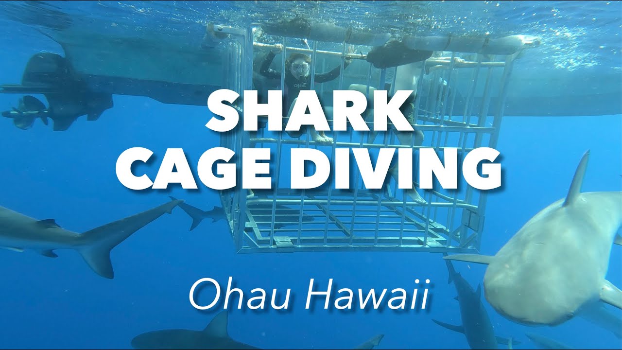 Shark encounter experience in cage diving at Hawaii - YouTube