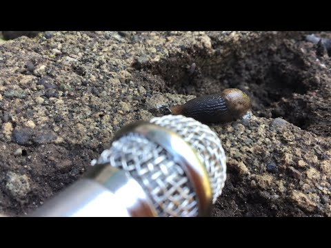Interviewing bugs with a tiny microphone 🎤 - YouTube