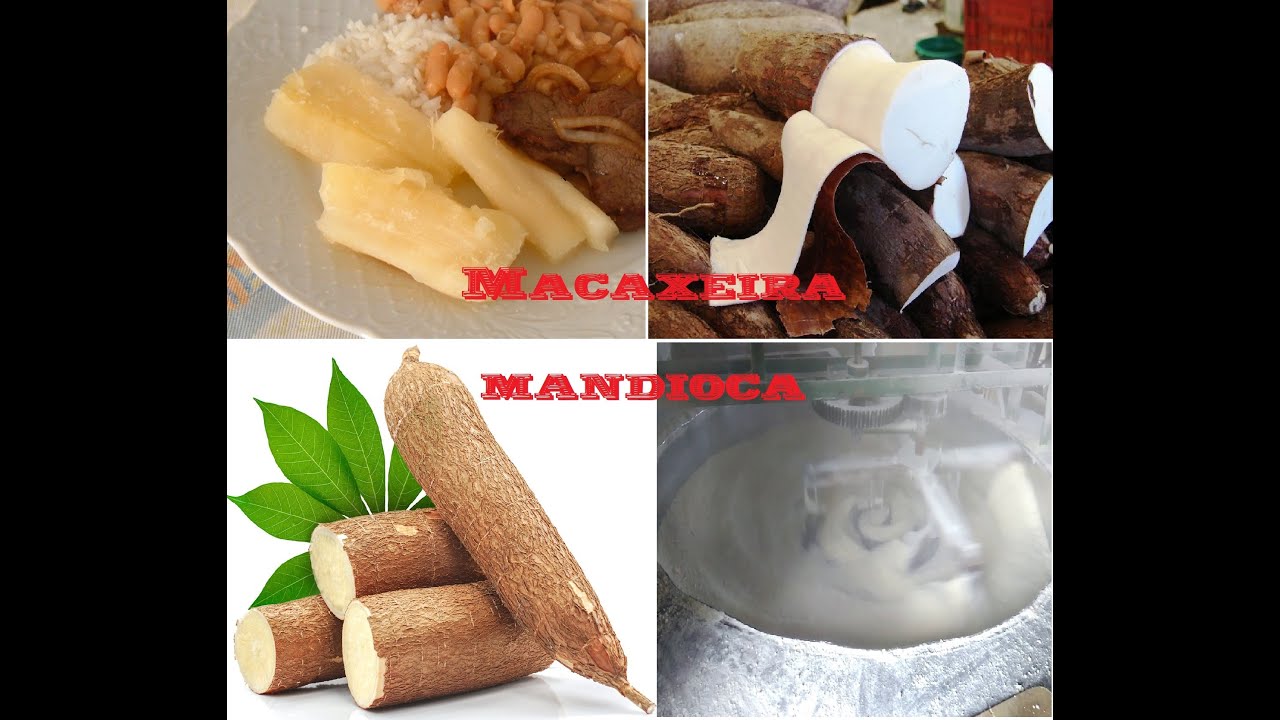 Mandioca ou Macaxeira? Entenda a Diferença - YouTube