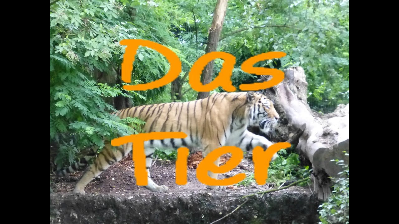 Learn German: Das Tier - YouTube