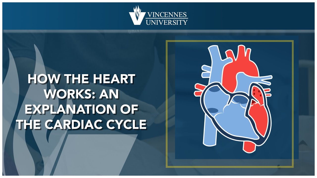 How the Heart Works: An Explanation of the Cardiac Cycle | Emily ...