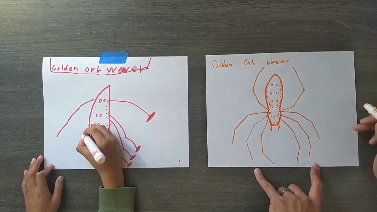 How to draw a Golden Orb Weaver - YouTube