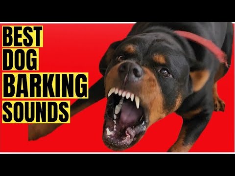 Epic Dog Barking Sounds Compilation: See How Your Dogs REACTS and Can't ...