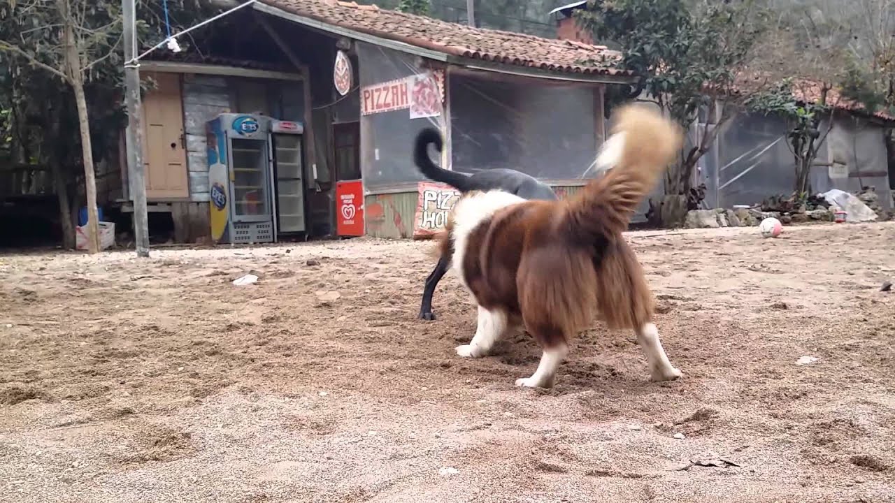 Kadir's Tree Houses Olympos, Turkey - YouTube