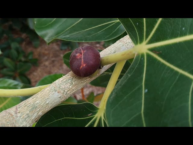 Banyan Tree Fruit