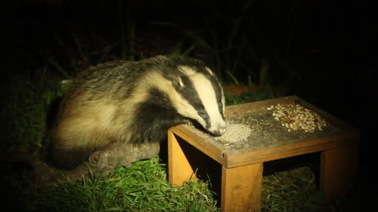 Badger May 2020 - 3 - Taste Test - YouTube