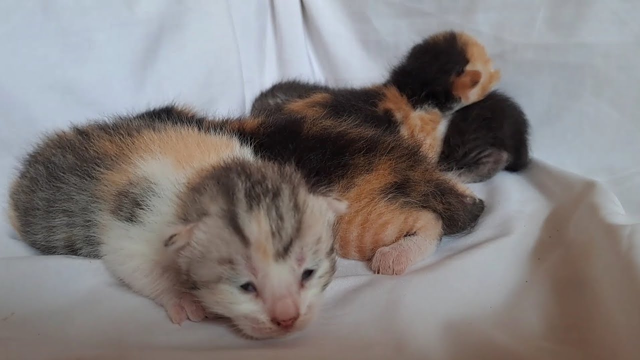 1 week old kittens - YouTube